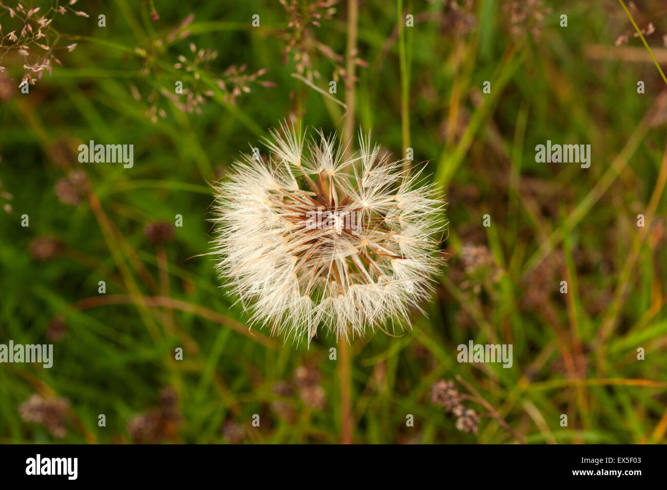 Goatsbeard seed head hi-res stock photography and images - Alamy