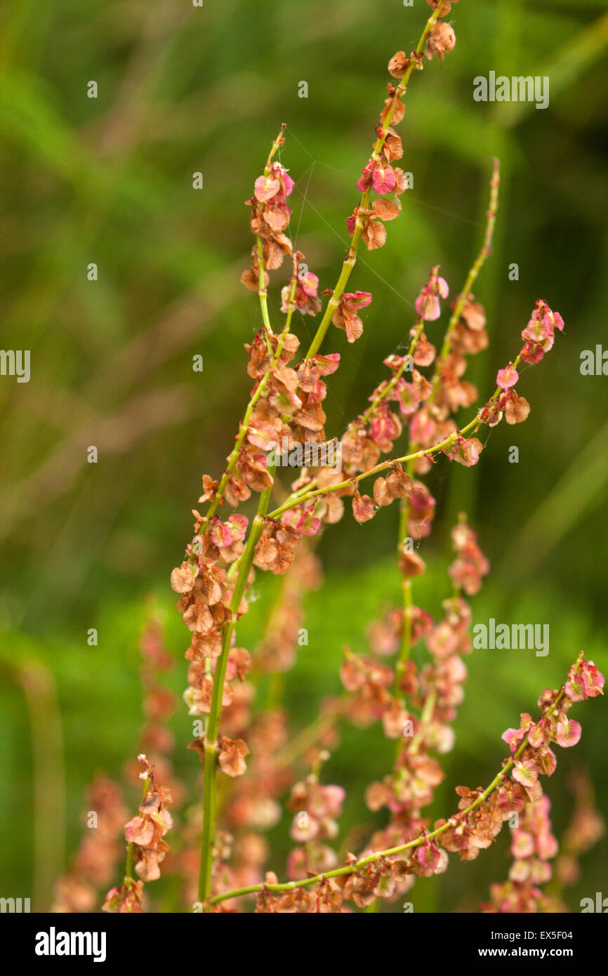 Red Sorrel Seeds