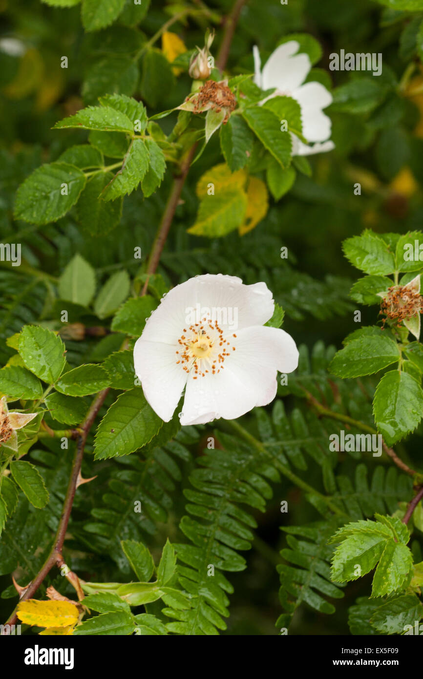 Dog rose flower Stock Photo - Alamy
