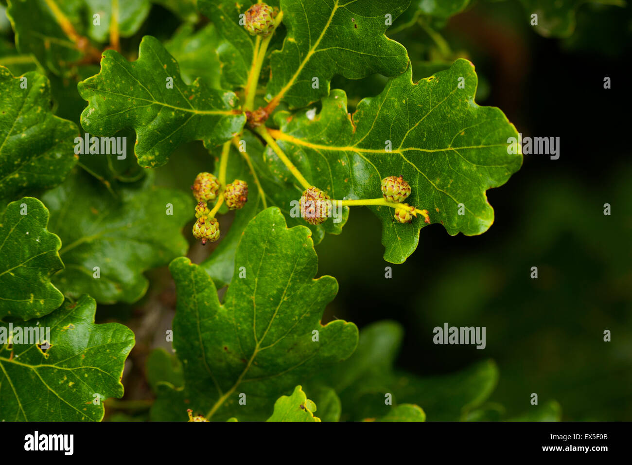 English oak acorns starting to grow Stock Photo - Alamy