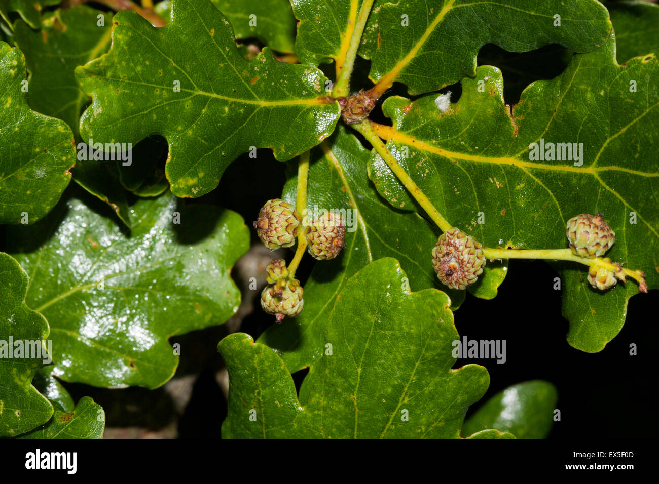 English oak acorns starting to grow Stock Photo - Alamy