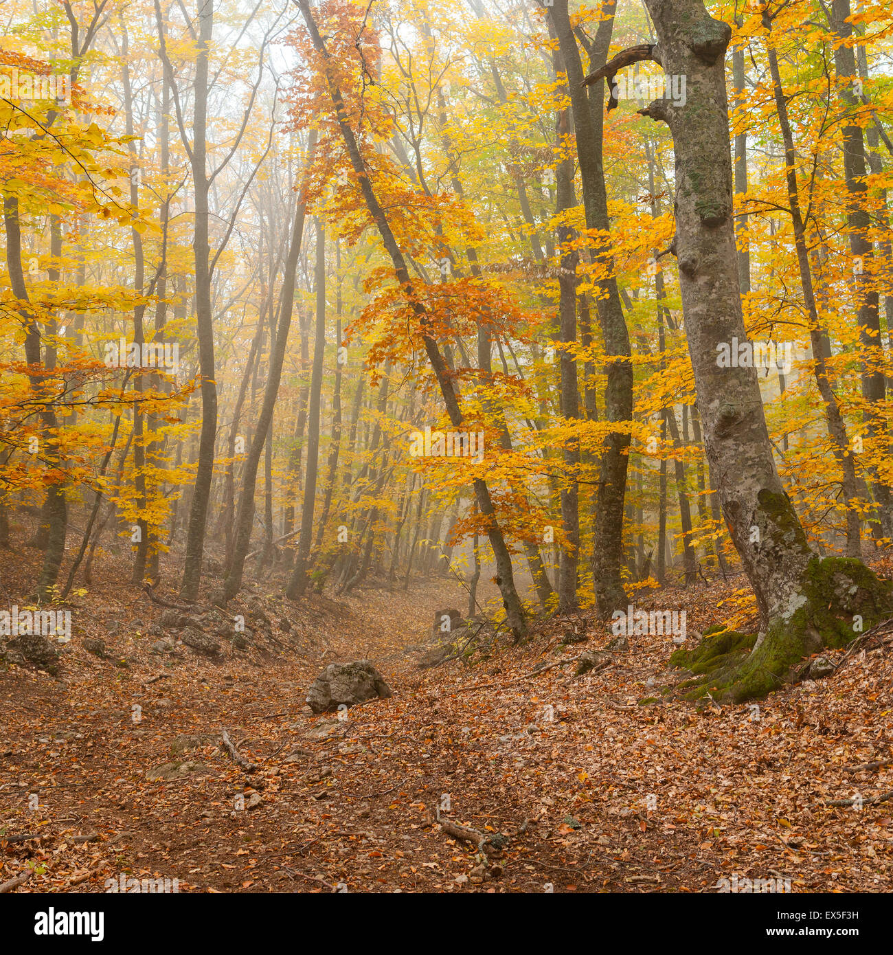 Landscape with fog in wild autumnal forest Stock Photo - Alamy