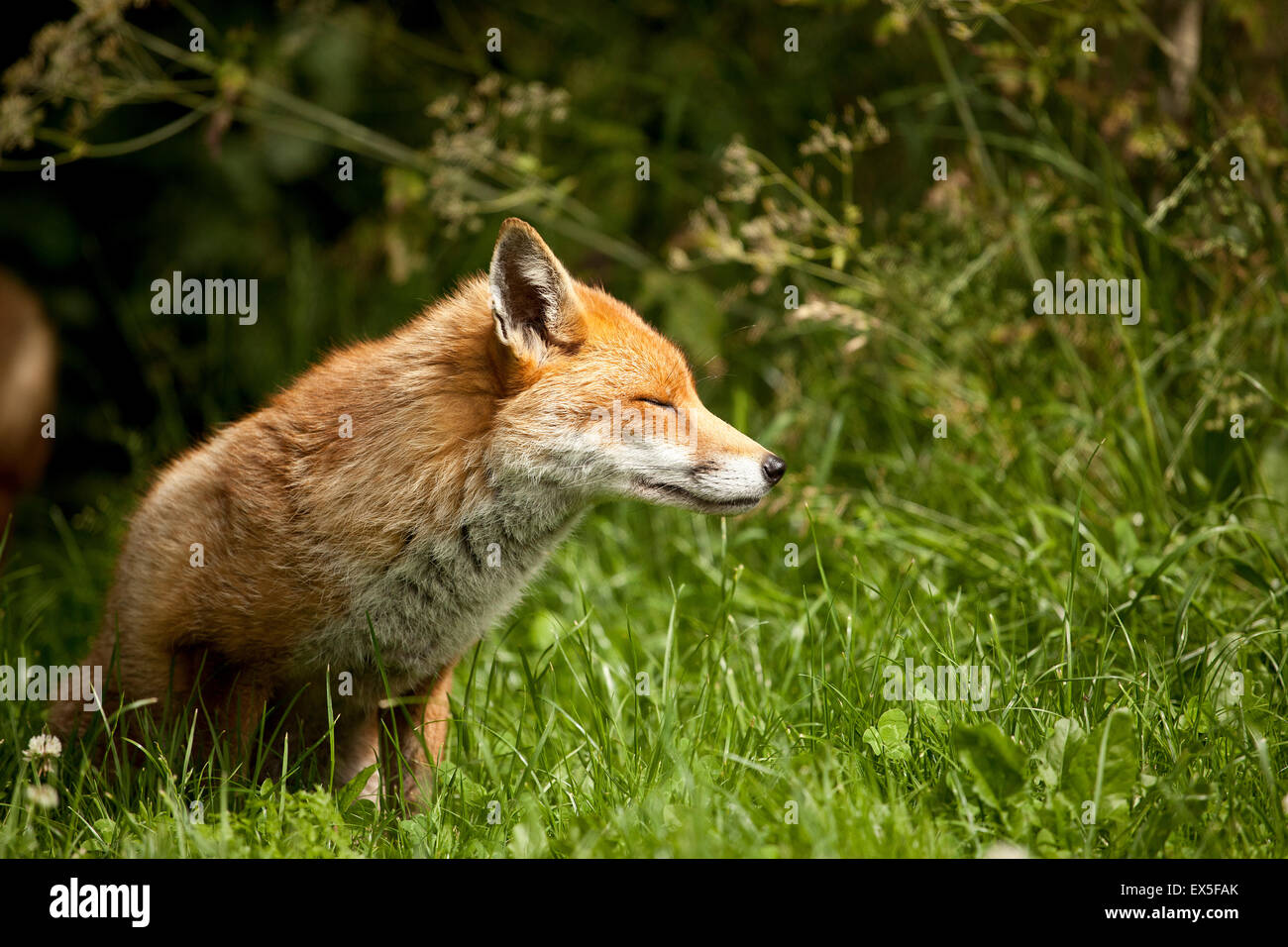 European red fox Stock Photo - Alamy