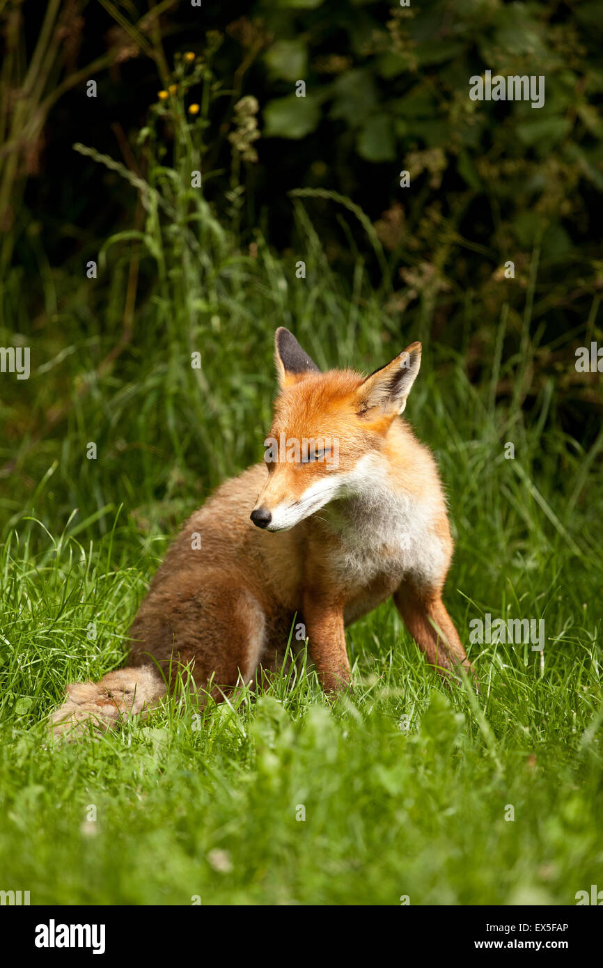European red fox Stock Photo - Alamy