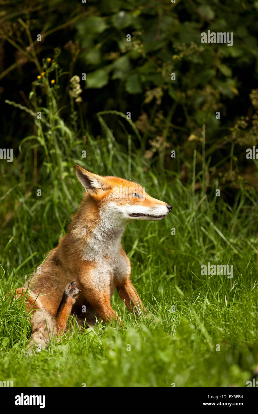 Itchy fox hi-res stock photography and images - Alamy