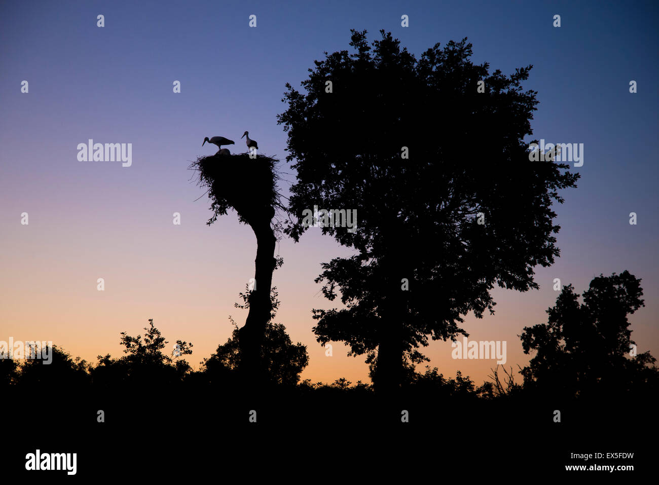 Stork tree hi-res stock photography and images - Alamy