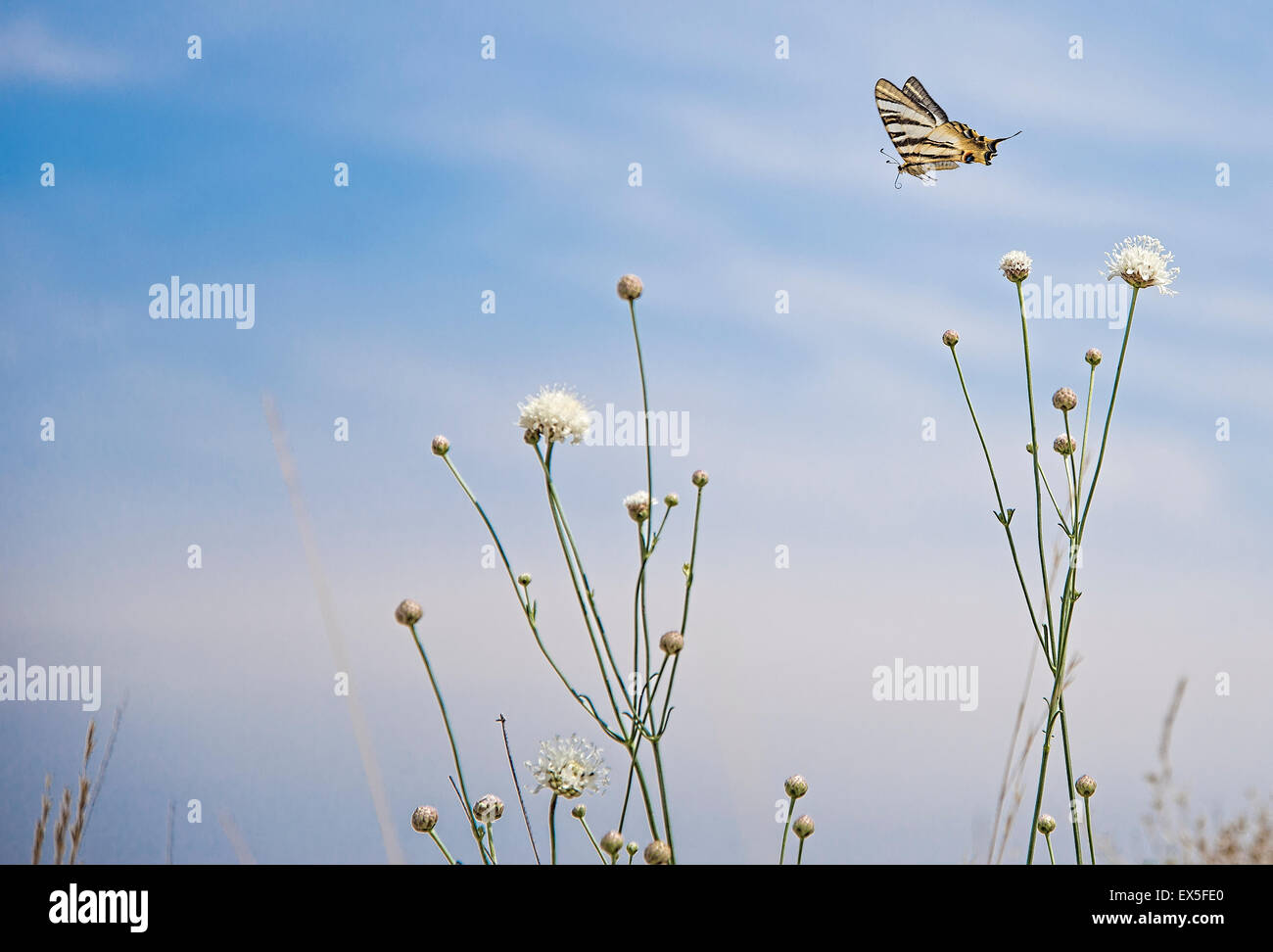 butterfly flying over flower Stock Photo - Alamy