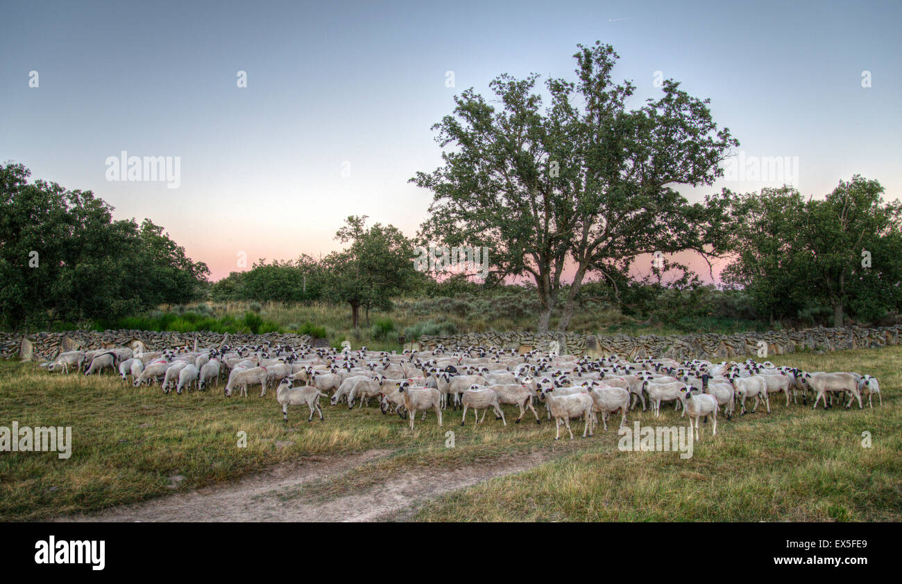 Sheep under tree Stock Photo - Alamy