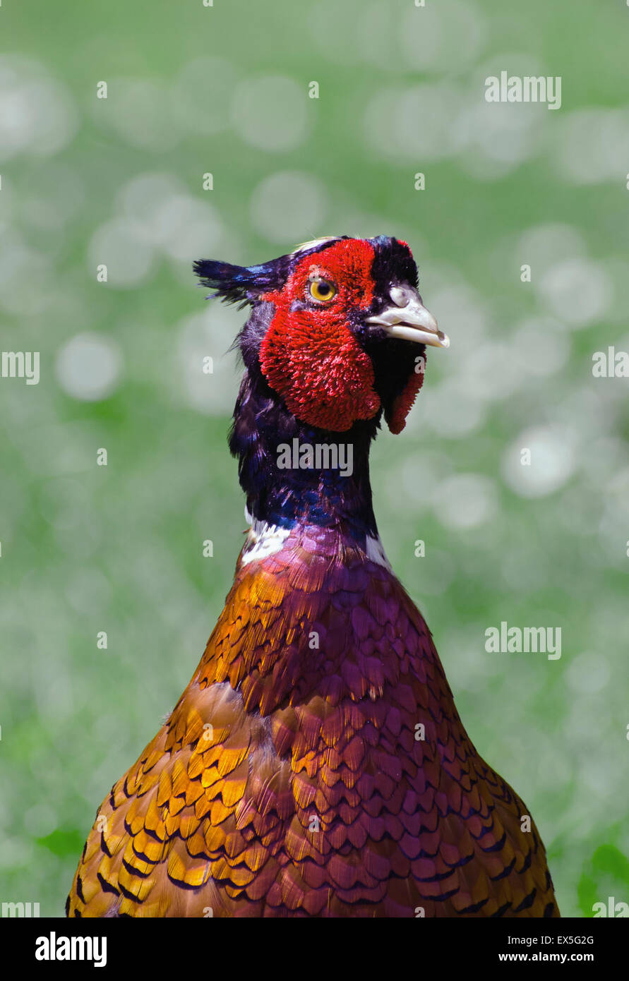pheasant phasianus colchicus male head and face close up Stock Photo ...