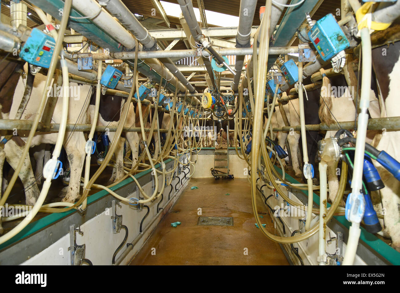 Farmer milking cows machine hi-res stock photography and images - Alamy
