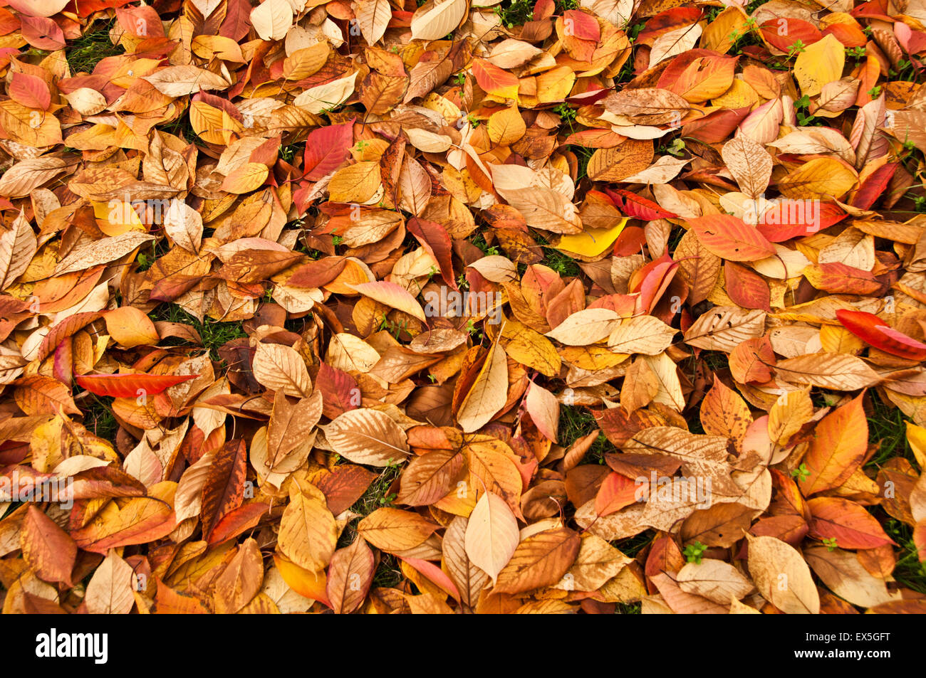 fallen autumn leaves background Stock Photo - Alamy