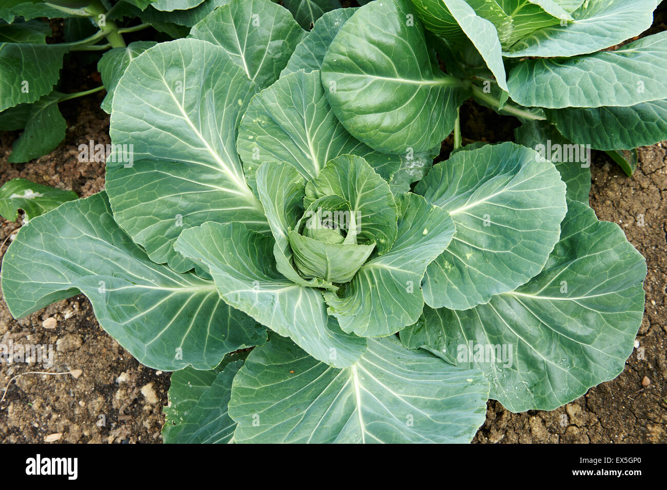 Cabbage Plants Growing in a Vegetable Garden Stock Photo - Alamy