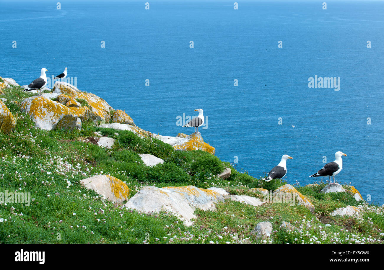 Seagulls looking on the irish sea from island Stock Photo - Alamy