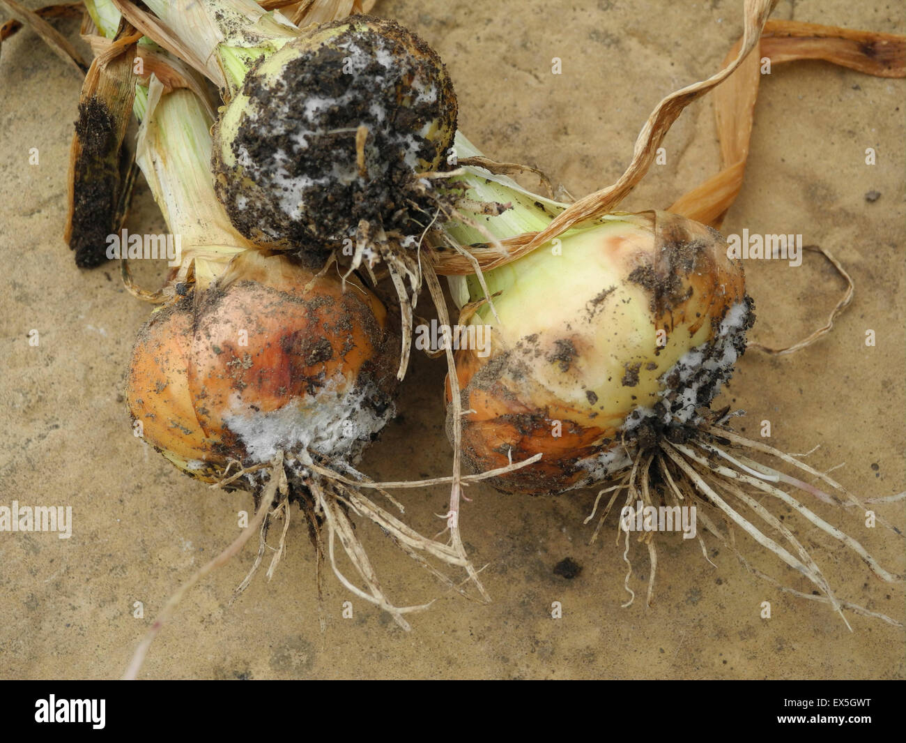 White rot is a serious disease of the alliums, especially bulb onions ...