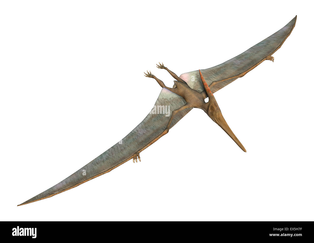 3D digital render of a Pteranodon flying isolated on white background ...
