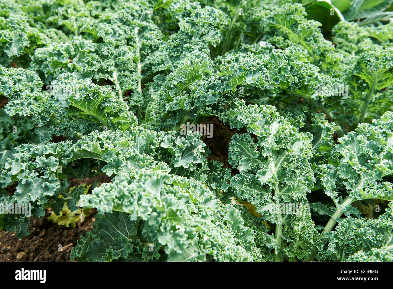 Healthy garden plants hi-res stock photography and images - Alamy