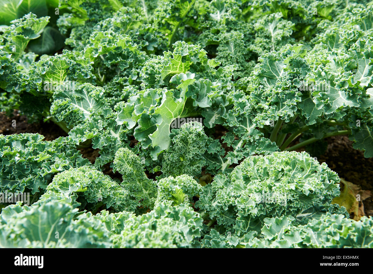 Healthy garden plants hi-res stock photography and images - Alamy