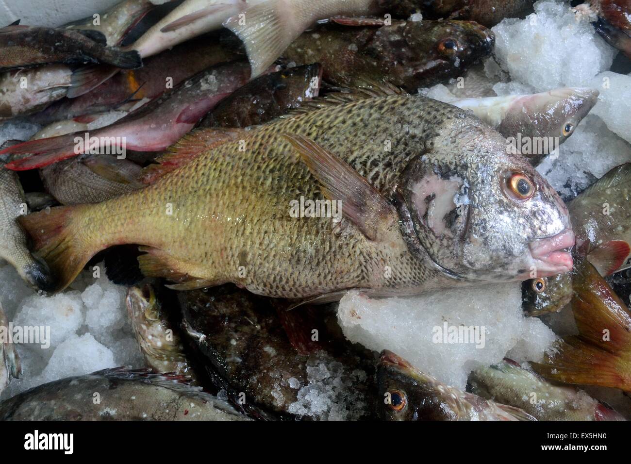 Zapata fish - Port in PUERTO PIZARRO. Department of Tumbes .PERU Stock ...