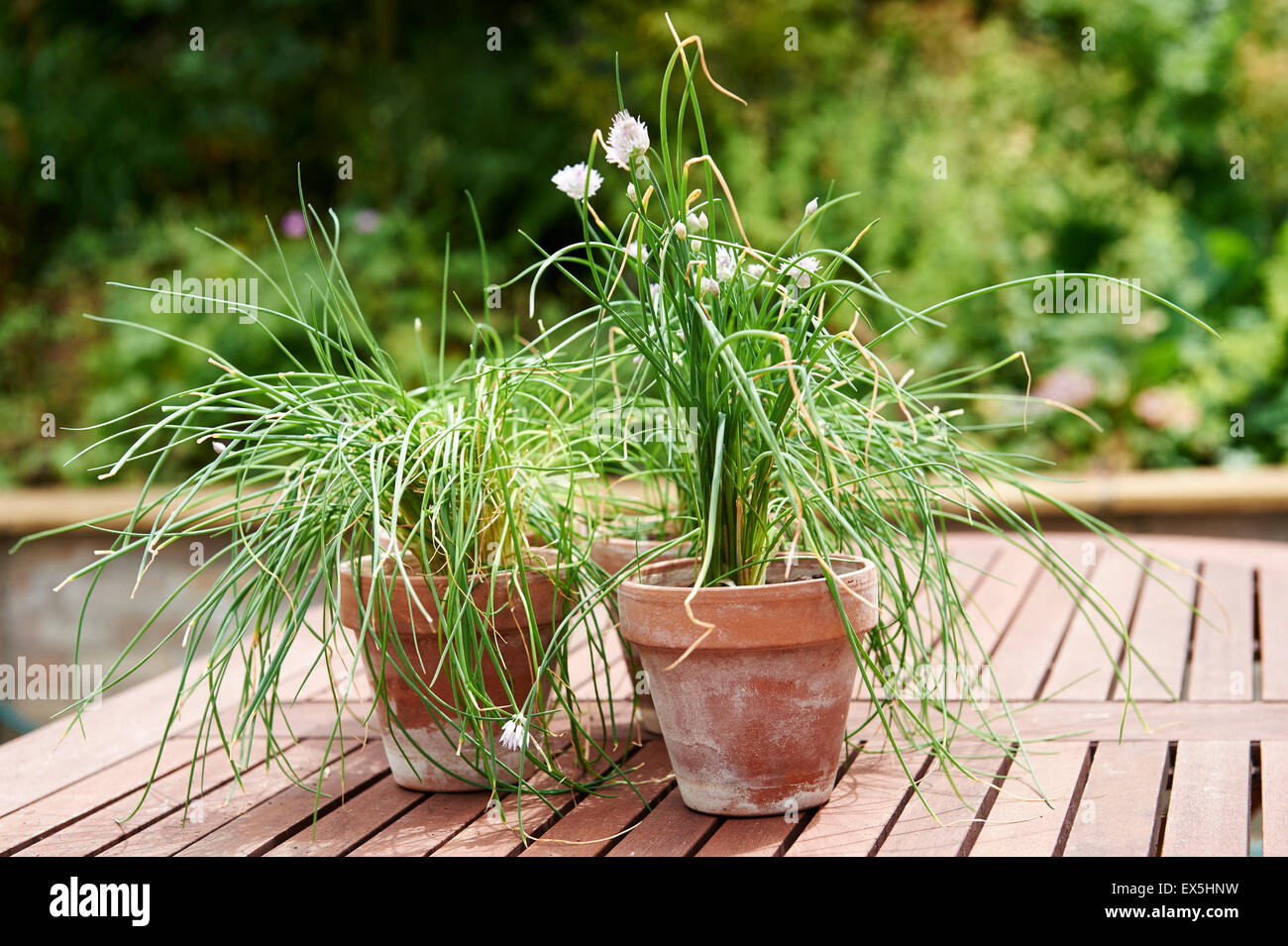 Terracotta pots uk hi-res stock photography and images - Alamy