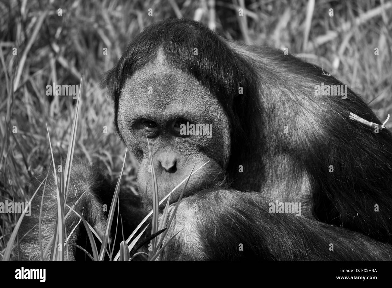 Black and white orangutan Black and White Stock Photos & Images - Alamy