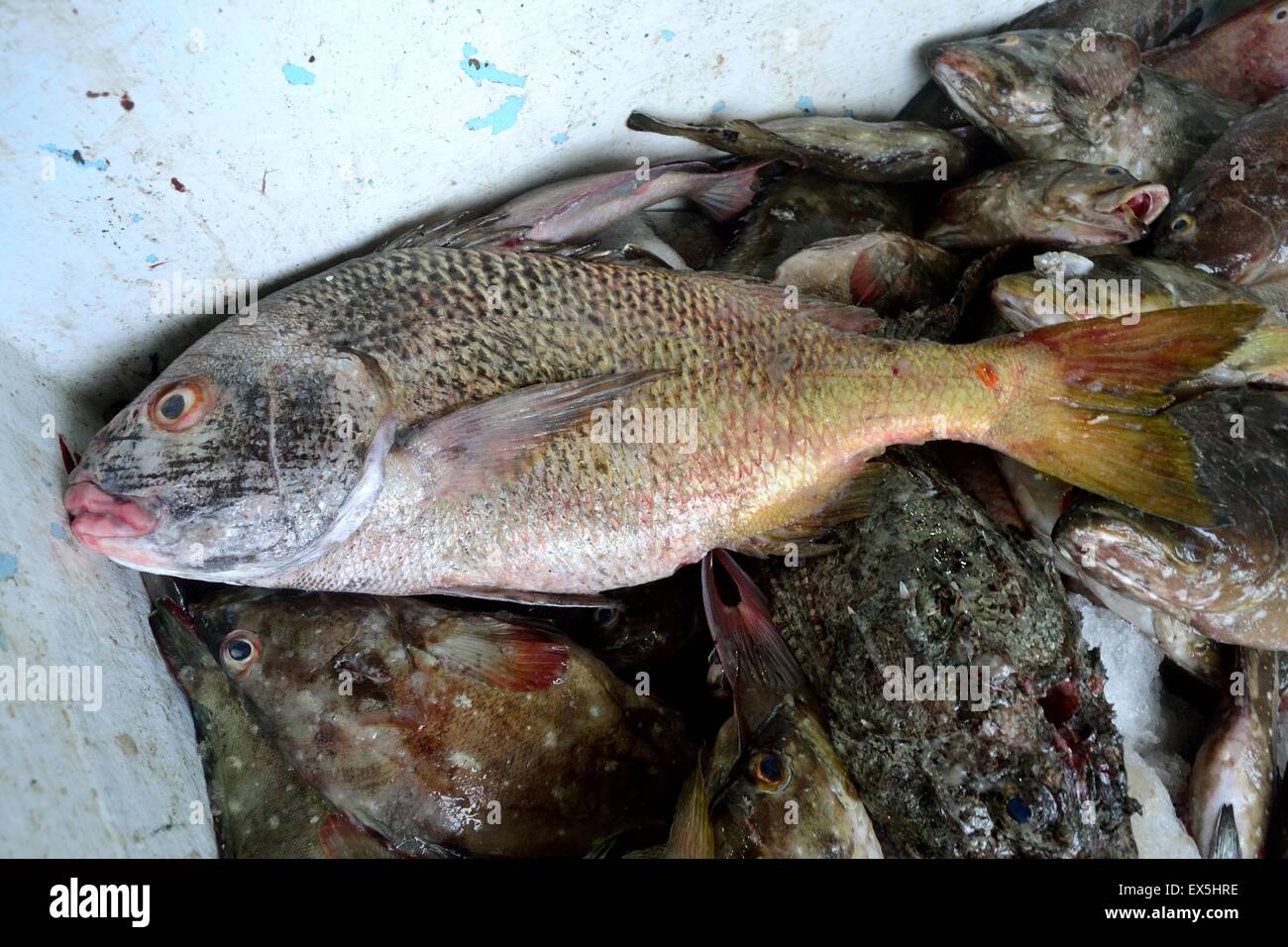 Zapata fish - Port in PUERTO PIZARRO. Department of Tumbes .PERU Stock ...