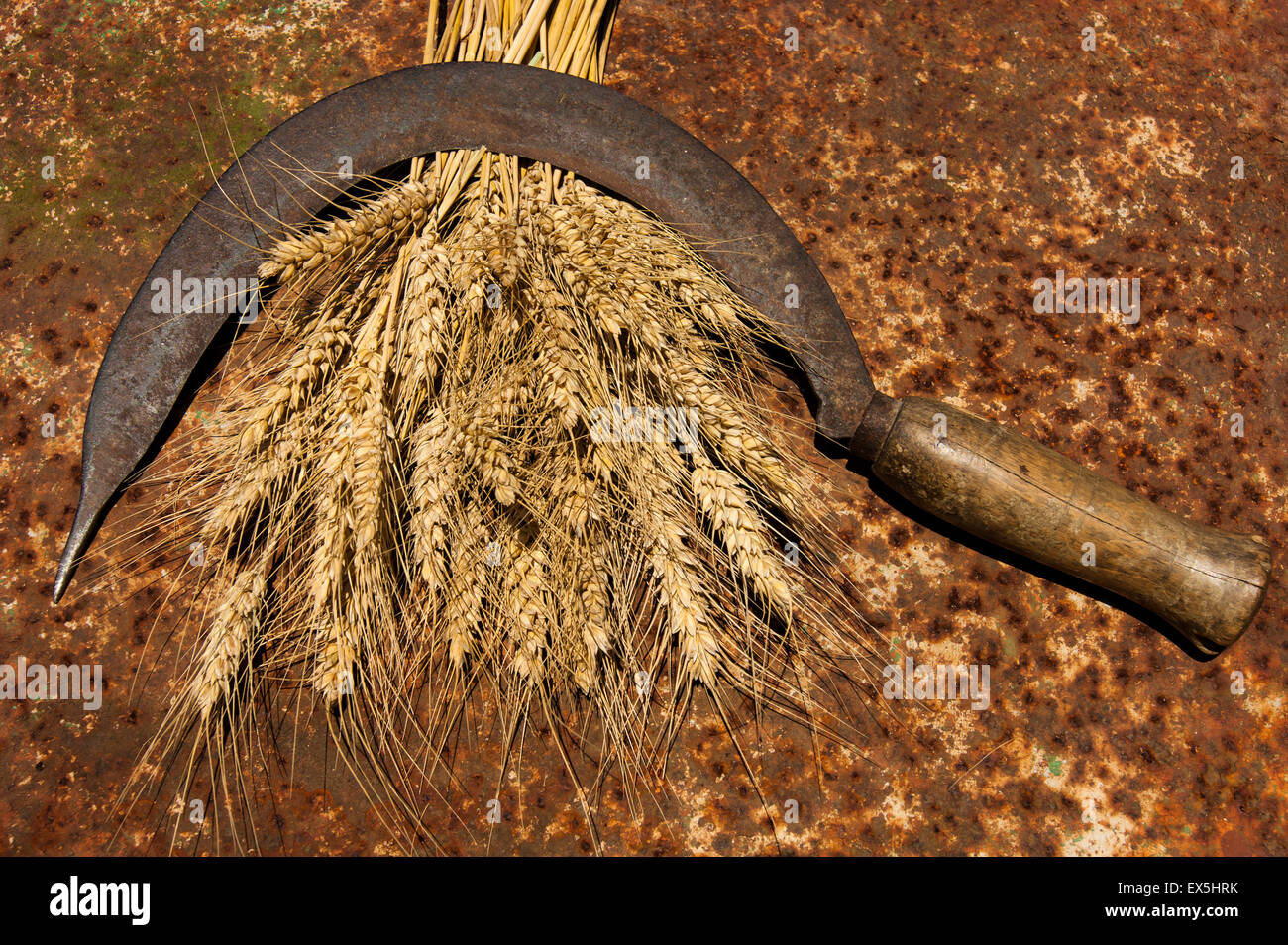 Sickle and golden wheat - Crop Stock Photo - Alamy