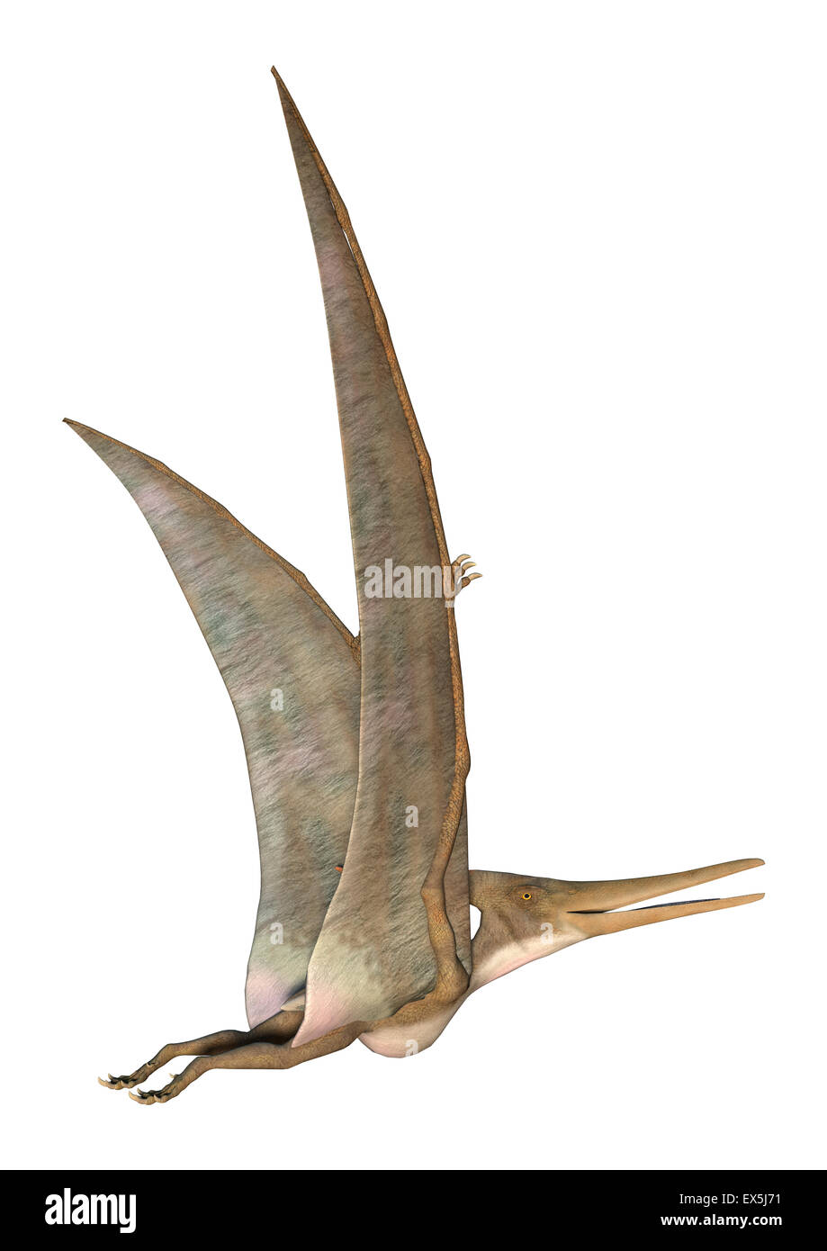 3D digital render of a Pteranodon flying isolated on white background ...