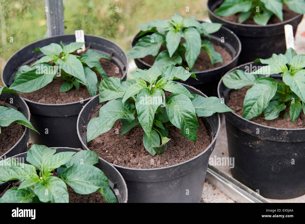 Peppers growing pots hi-res stock photography and images - Alamy