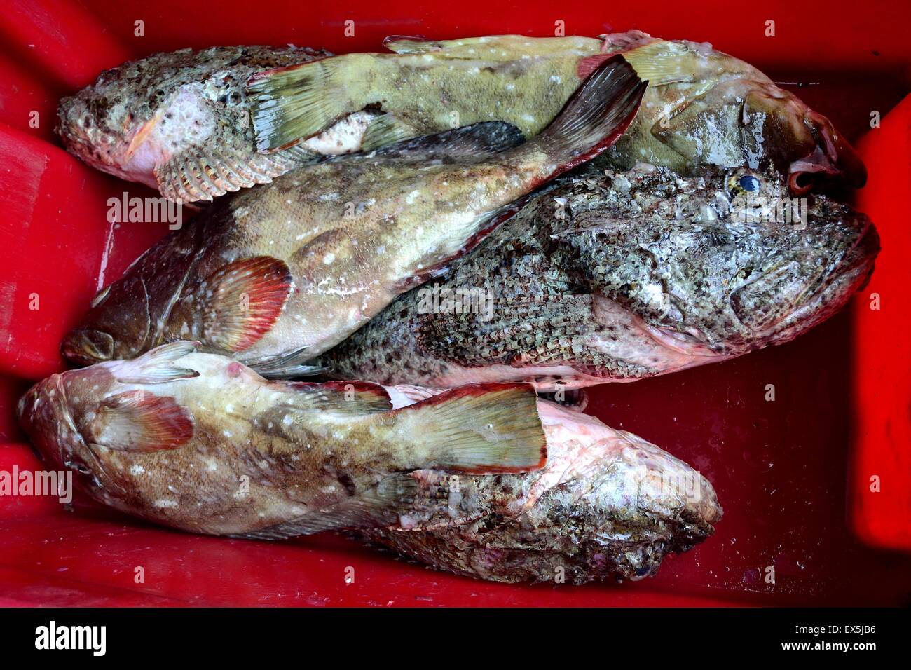 Pez Diablo - Devil fish - Port in PUERTO PIZARRO. Department of Tumbes ...