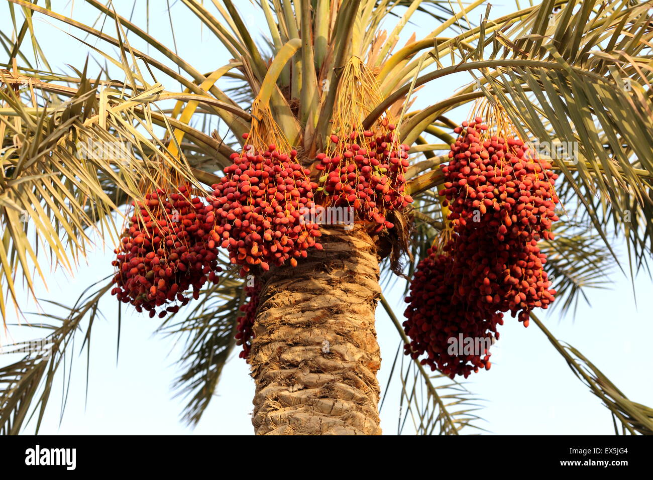 Ripe dates, Al Markh, Kingdom of Bahrain Stock Photo - Alamy