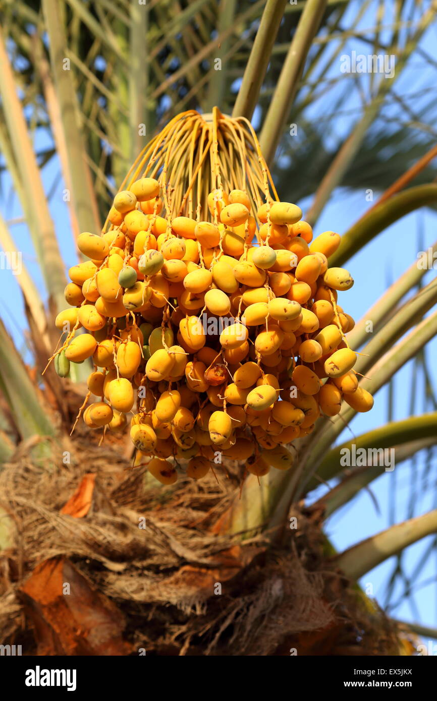 Ripe dates, Al Markh, Kingdom of Bahrain Stock Photo - Alamy