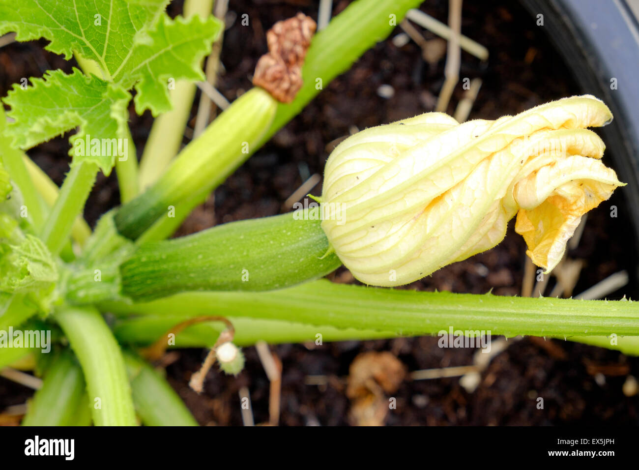 Courgette plant flower Stock Photo - Alamy