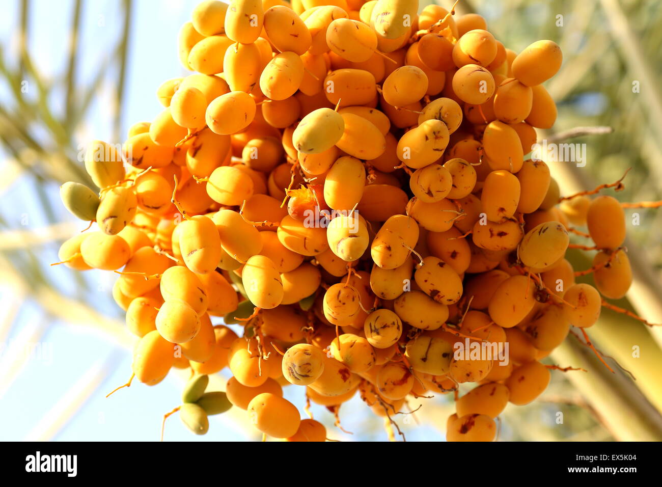 Ripe dates al markh kingdom hi-res stock photography and images - Alamy