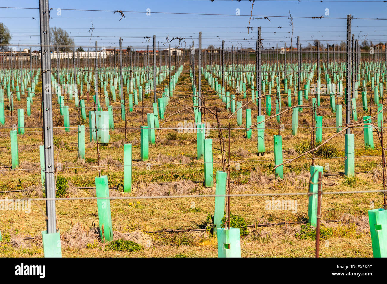 fields of newly planted orchards and organized into geometric rows ...