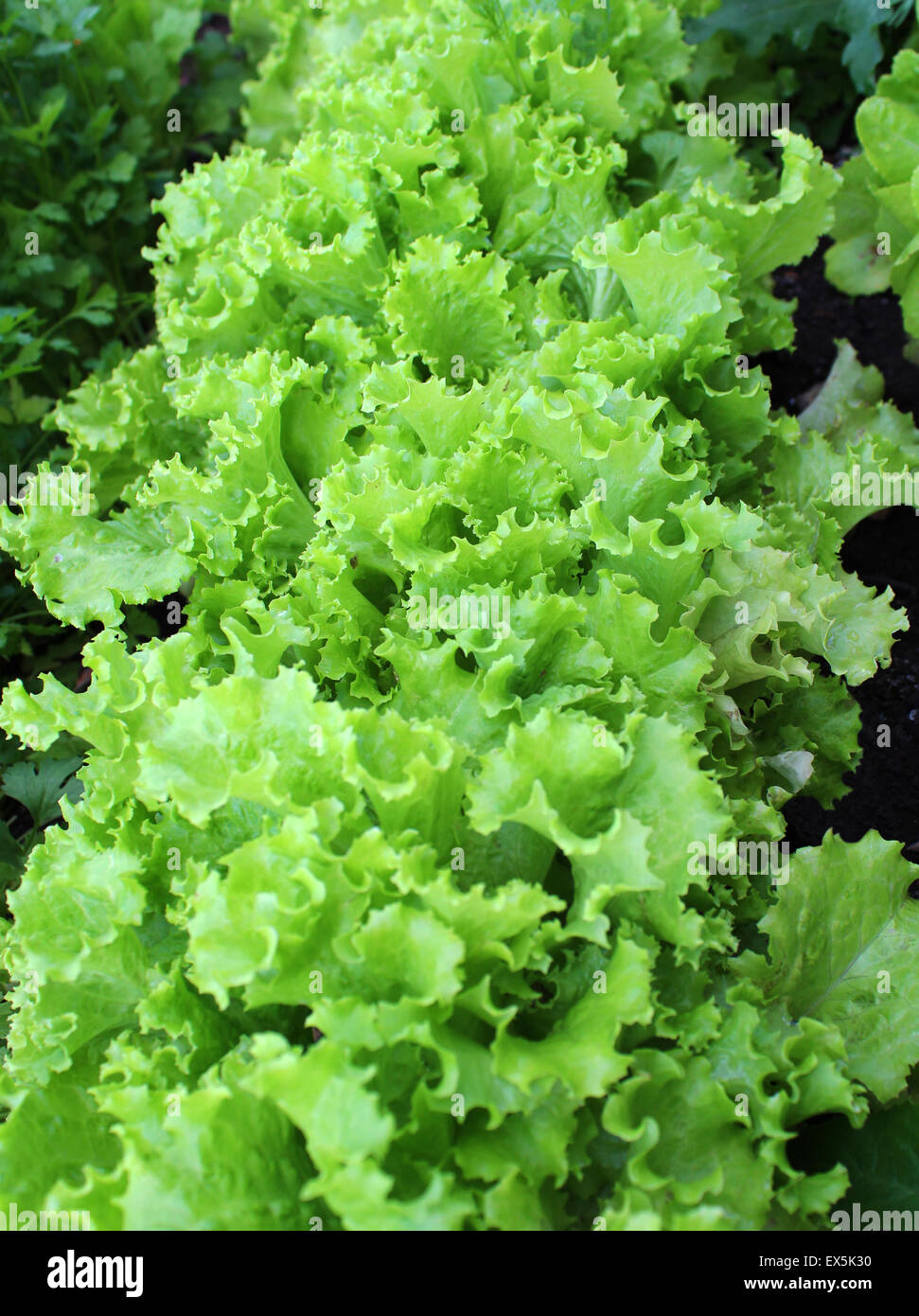 Curly leaves of green cabbage lettuce growing in the garden Stock Photo ...
