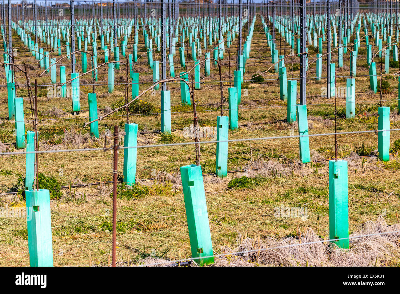 fields of newly planted orchards and organized into geometric rows ...