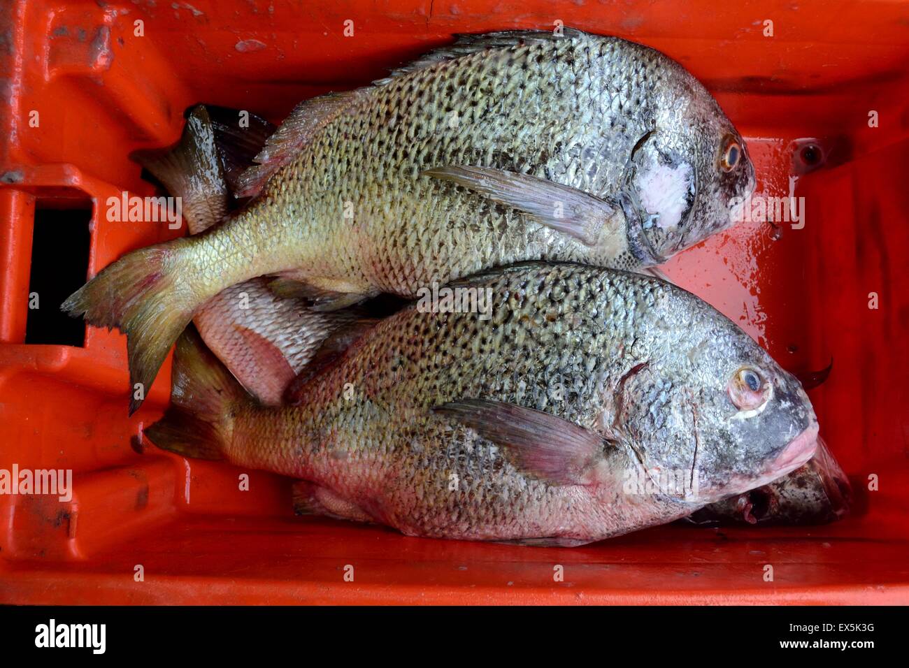 Zapata fish - Port in PUERTO PIZARRO. Department of Tumbes .PERU Stock ...