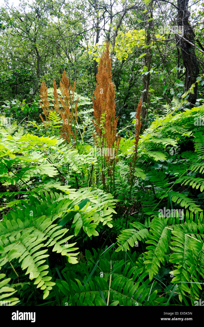 Fertile fronds of a Royal Fern at Ranworth Broad Nature Reserve ...
