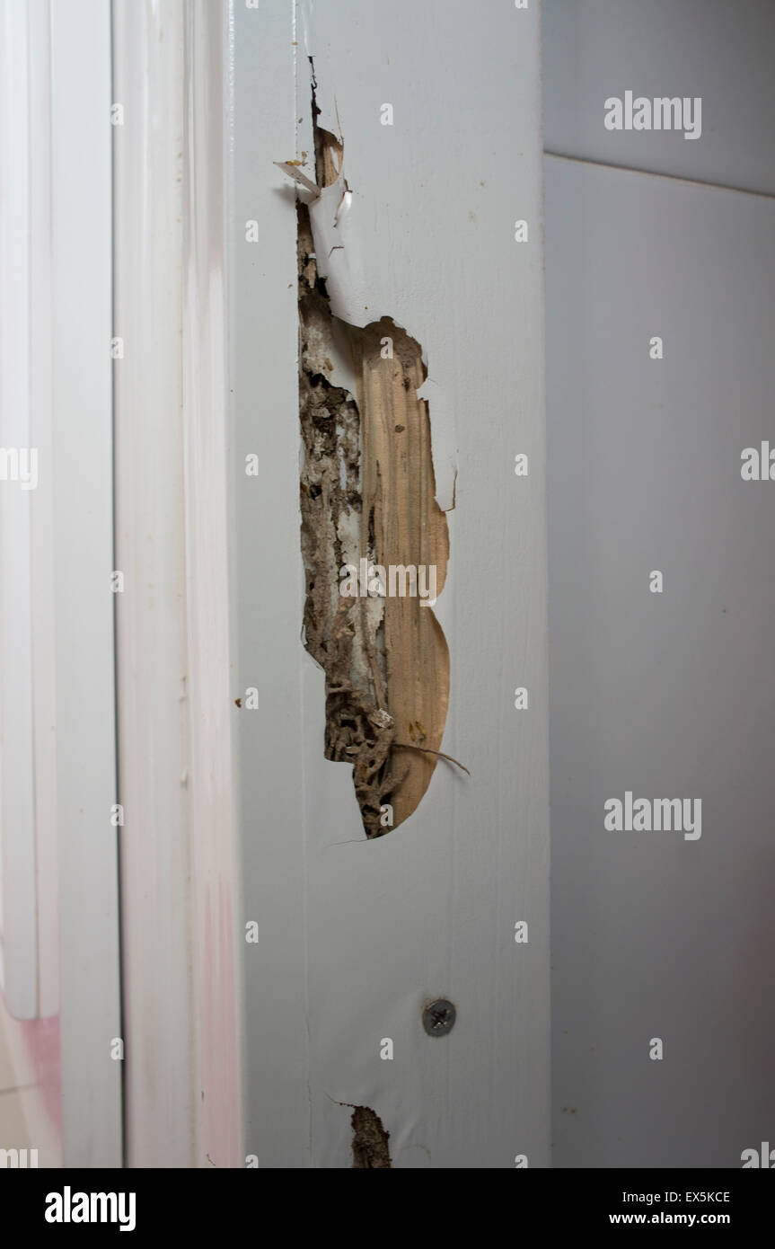 pest termite damage destroy wood home Stock Photo - Alamy