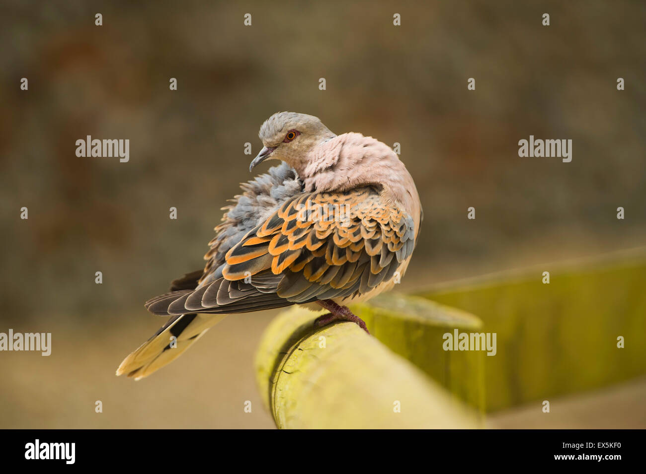 Captive Turtle Dove Stock Photo - Alamy