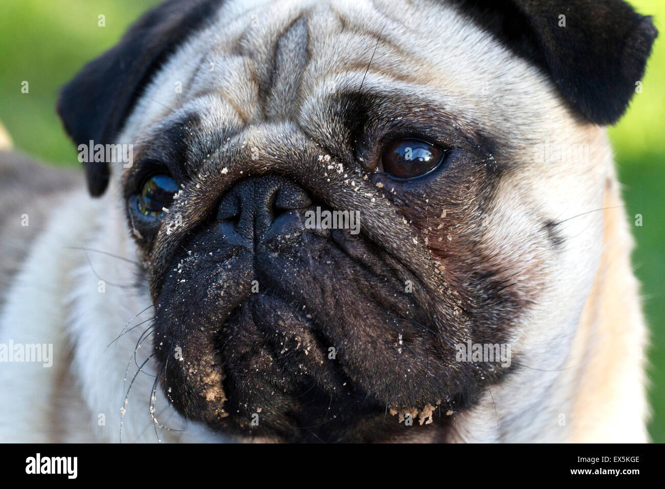 Pug dog harnessed whilst walking, Southport, Merseyside, UK Stock Photo ...