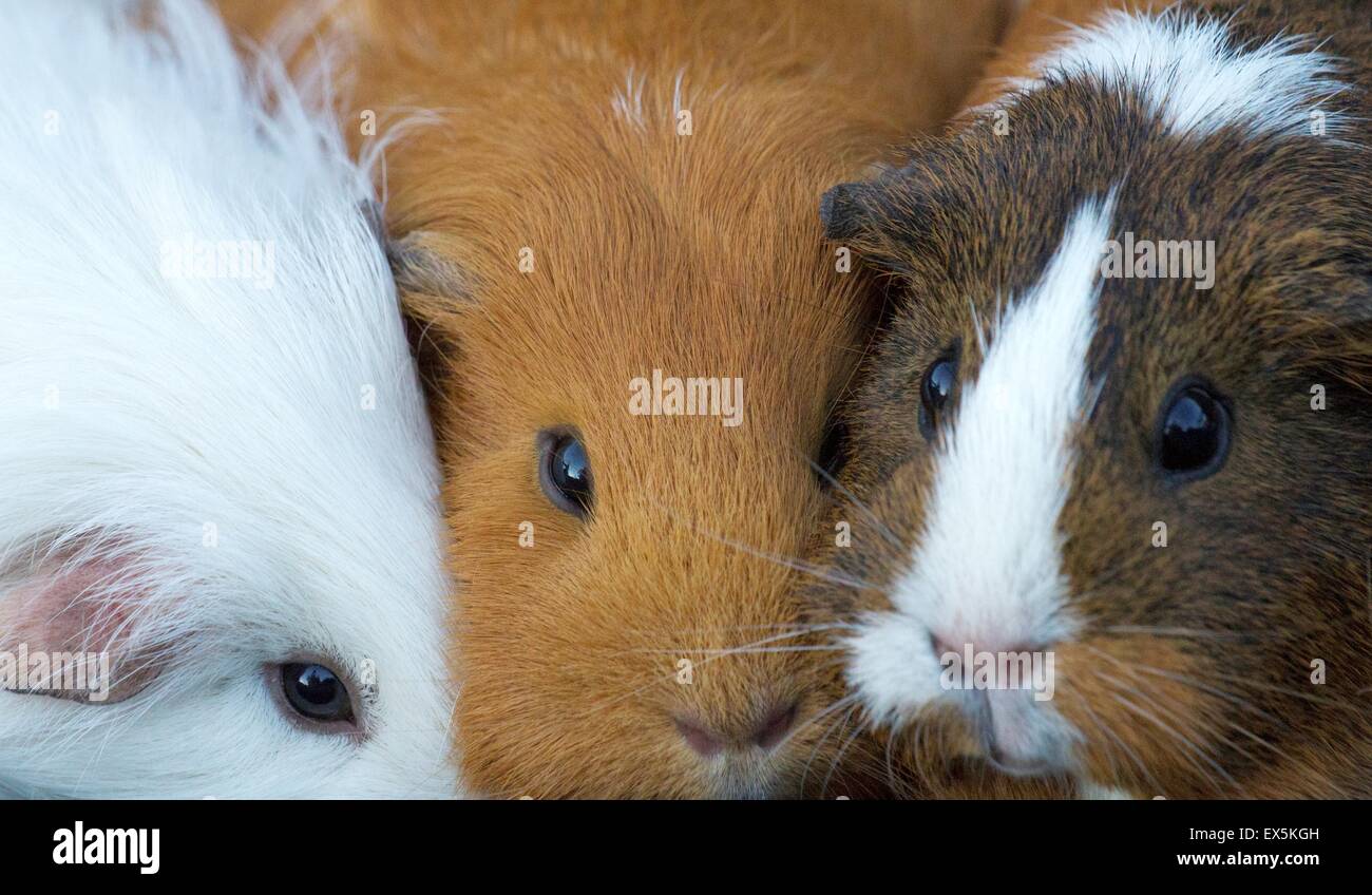 Group of guinea pigs huddled together Stock Photo - Alamy