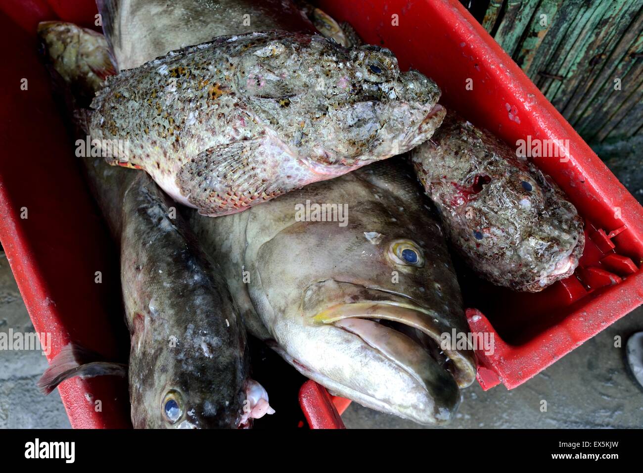 Pez Diablo - Devil fish - Port in PUERTO PIZARRO. Department of Tumbes ...