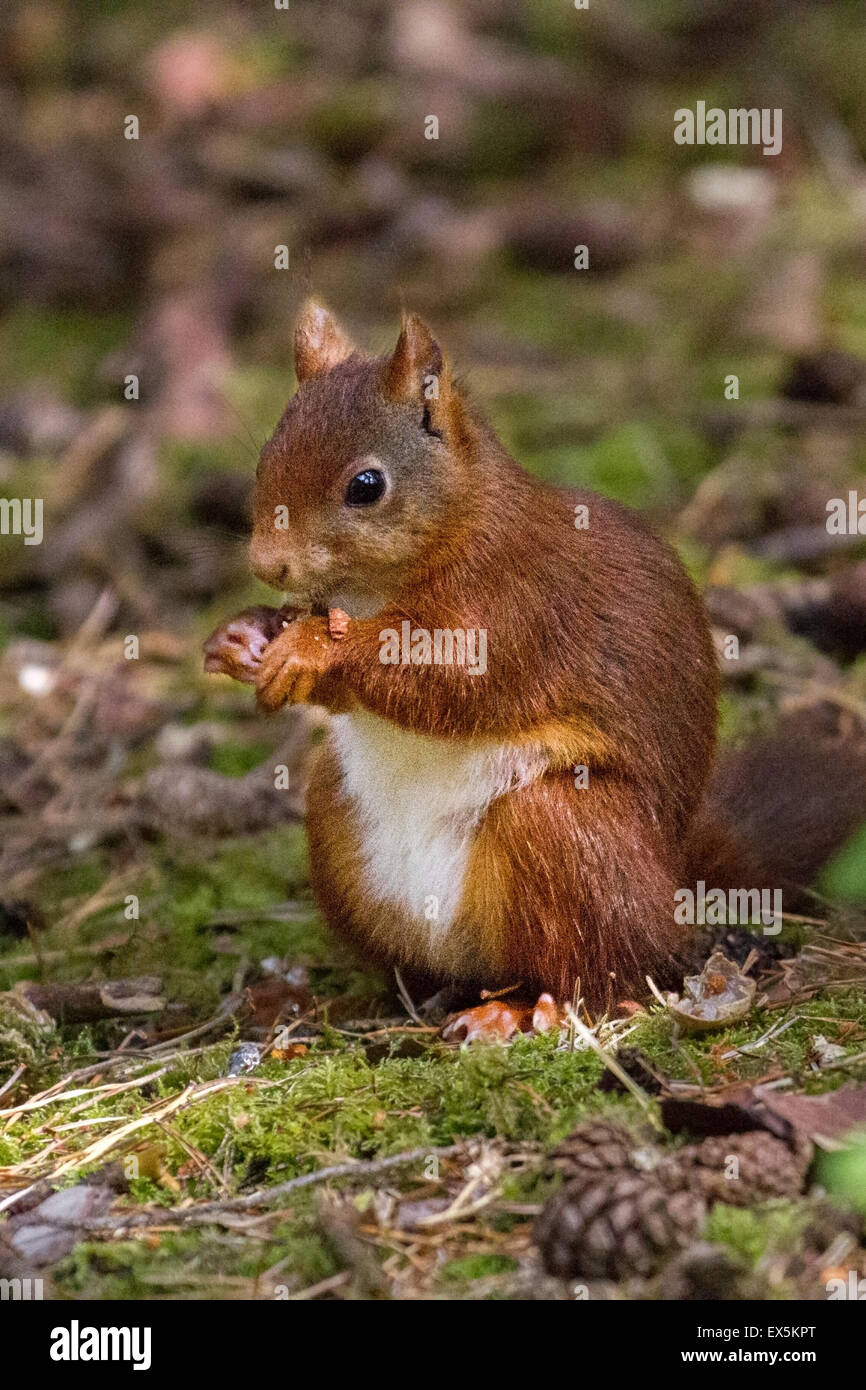 Formby beach squirrel hi-res stock photography and images - Alamy
