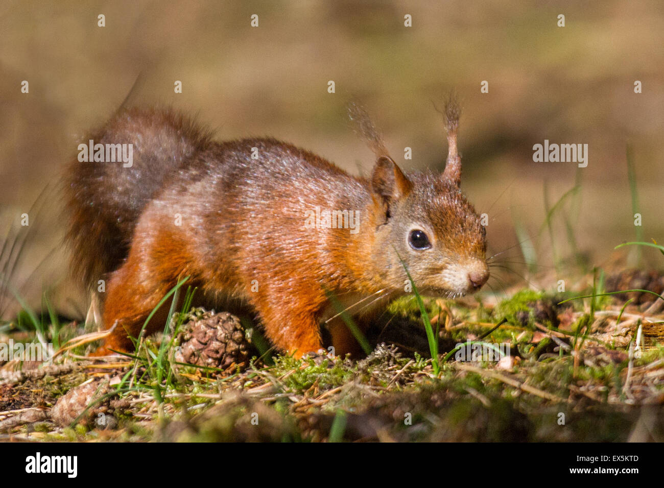 Prevent Wild Animals High Resolution Stock Photography and Images - Alamy