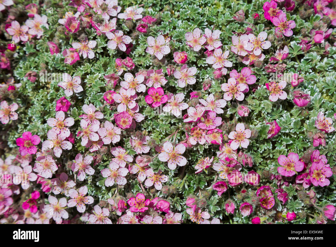 Sabalan hi-res stock photography and images - Alamy