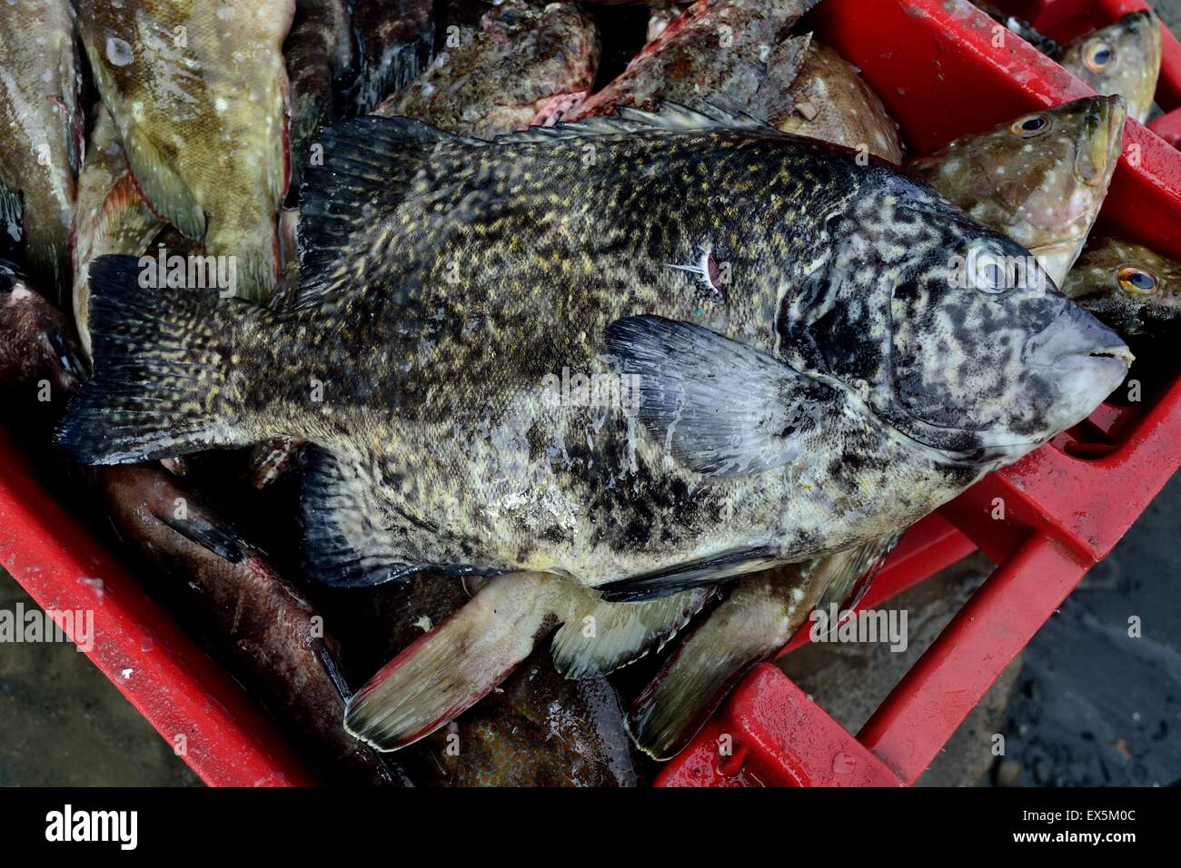 Widow fish - Port in PUERTO PIZARRO. Department of Tumbes .PERU Stock ...