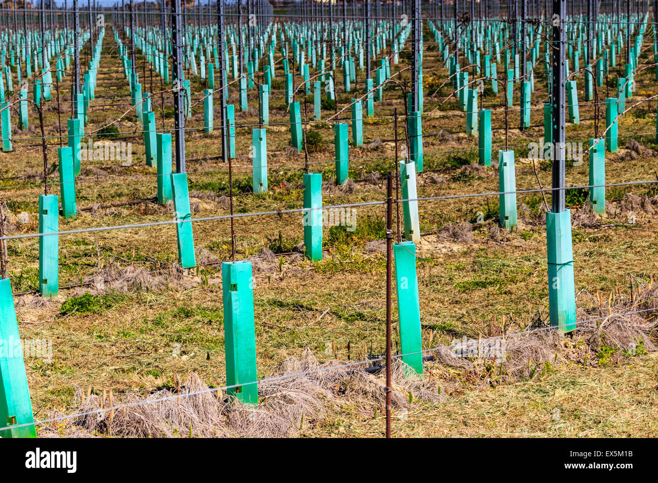 fields of newly planted orchards and organized into geometric rows ...