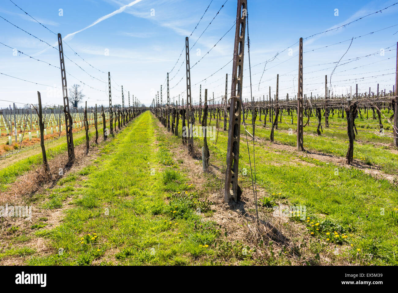 fields of newly planted vines and organized into geometric rows ...