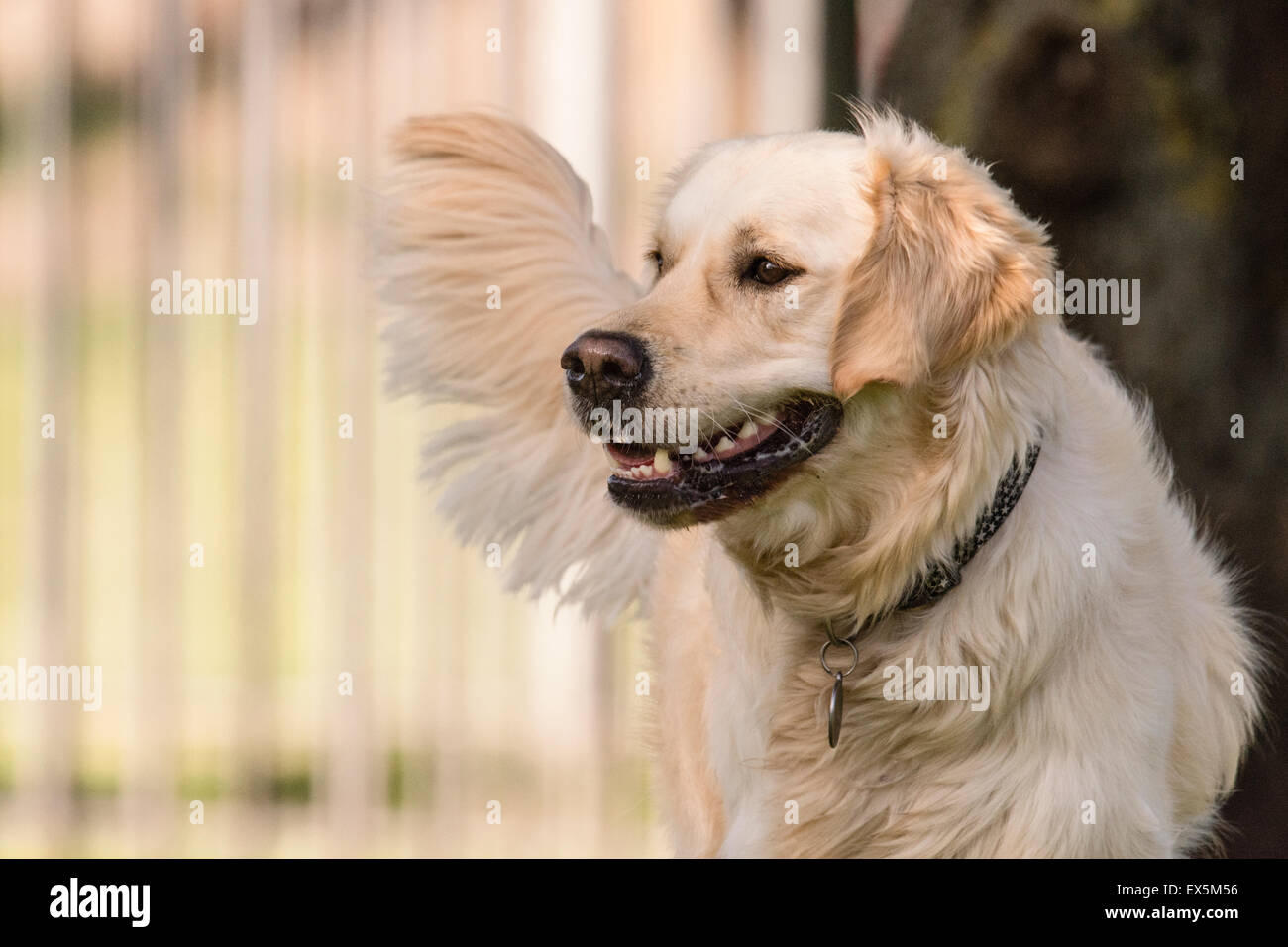 Golden retriever gun dog hi-res stock photography and images - Alamy